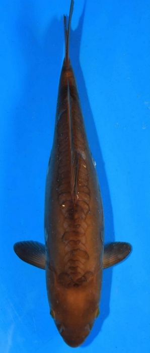 DOITSU CHAGOI - 45 cm :: koikaprstolin.cz